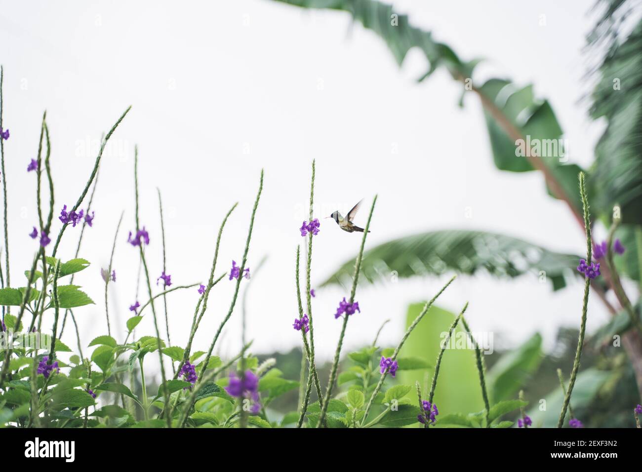 Bird catching pollen from a tropical flower. Costa rica Stock Photo - Alamy