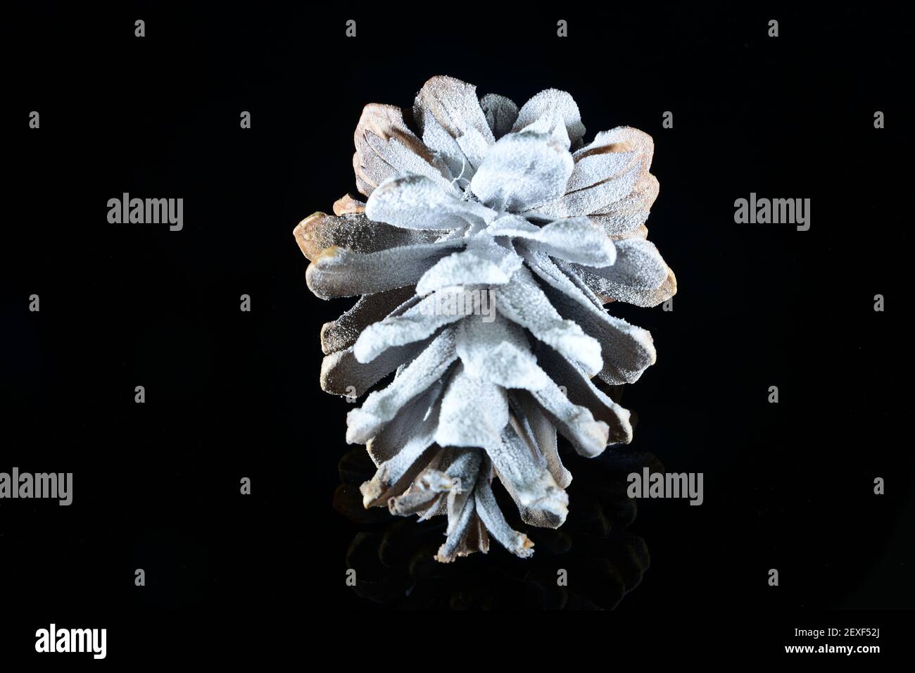 Snowy Pine Cone Stock Photo - Alamy