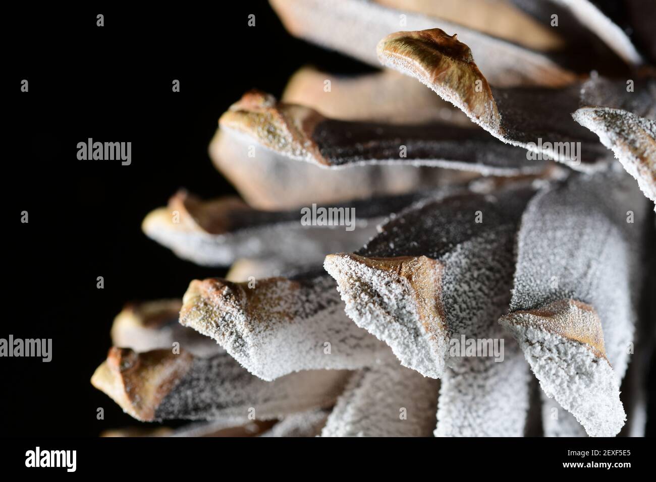 Snowy Pine Cone Stock Photo - Alamy