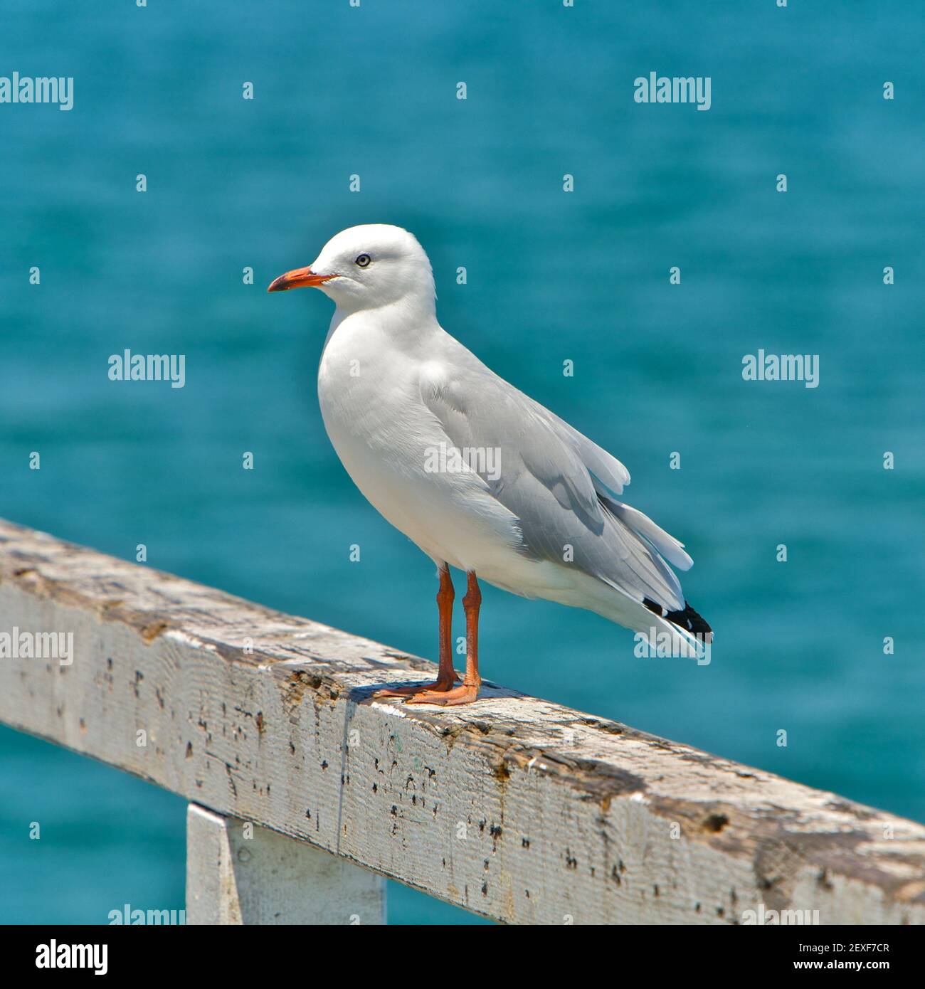 Gannet seagull hi-res stock photography and images - Alamy