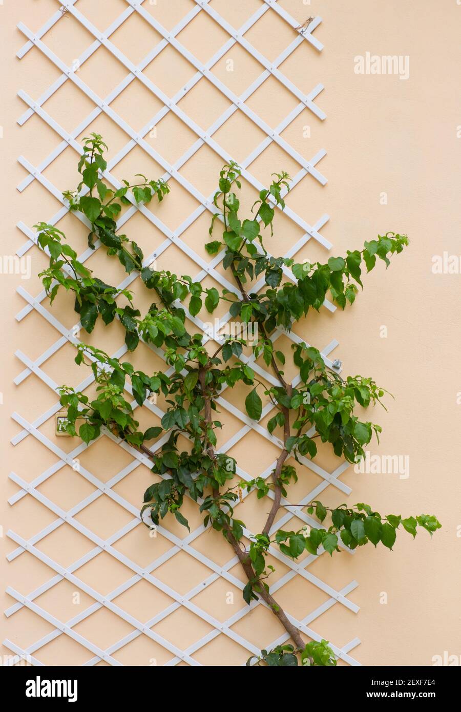 Small Tree on the wall Stock Photo - Alamy