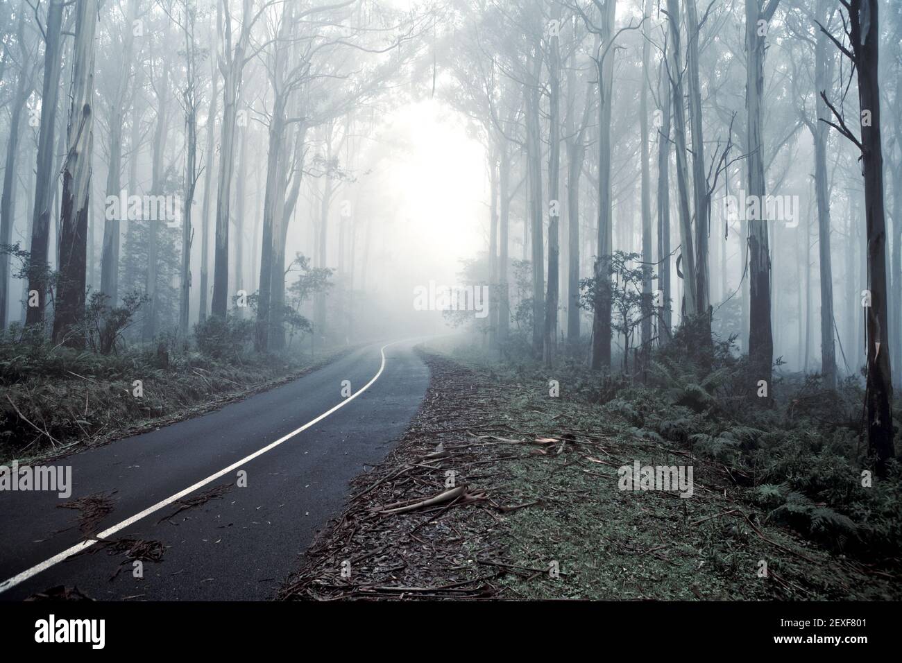 Road through a forrest Stock Photo - Alamy