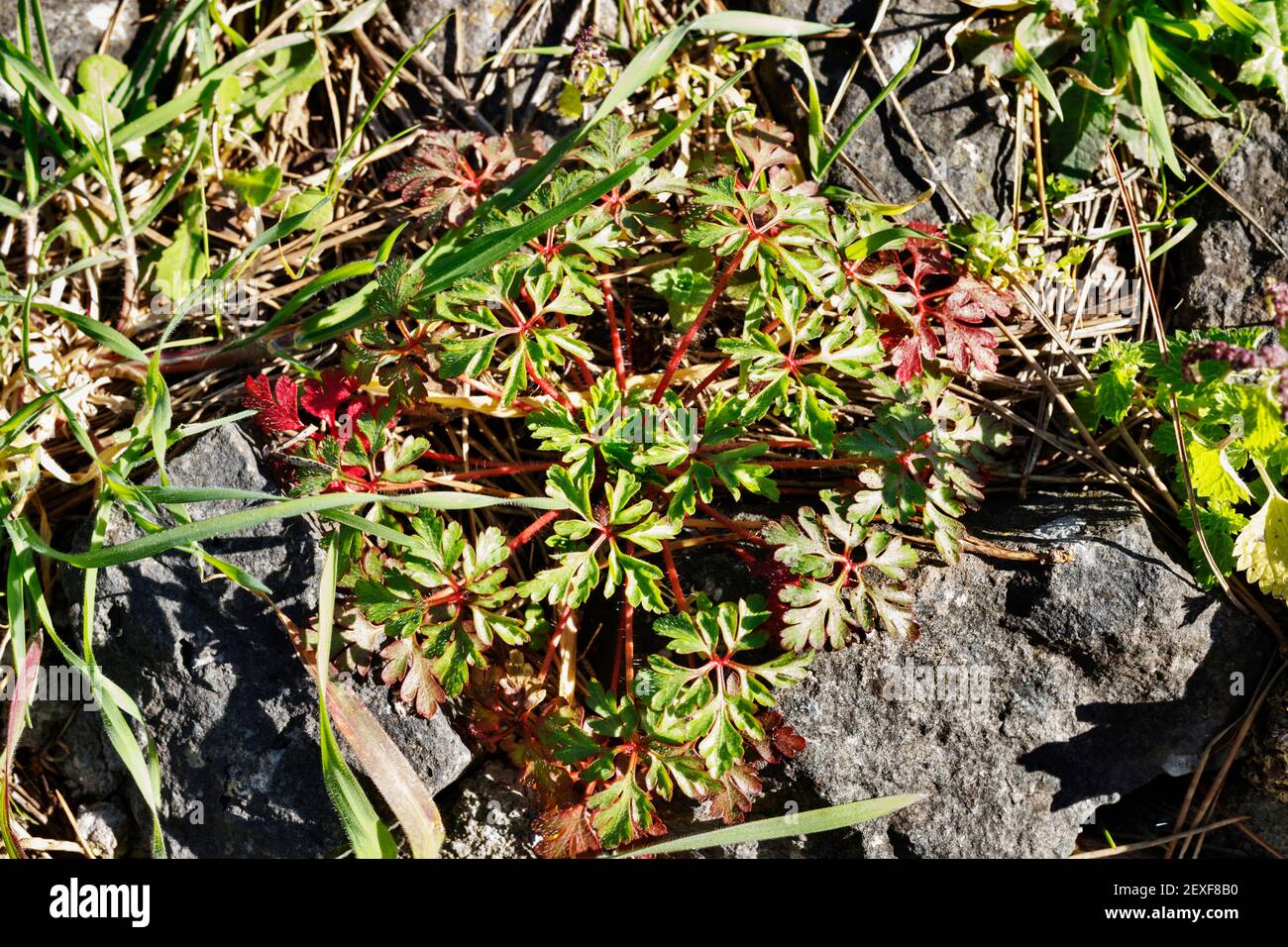 Medicinal geranium hi-res stock photography and images - Alamy