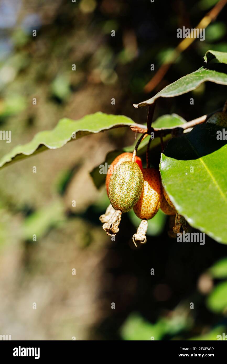 Silverberry hi-res stock photography and images - Alamy