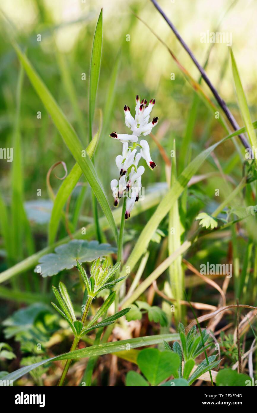 Common fumitory hi-res stock photography and images - Alamy