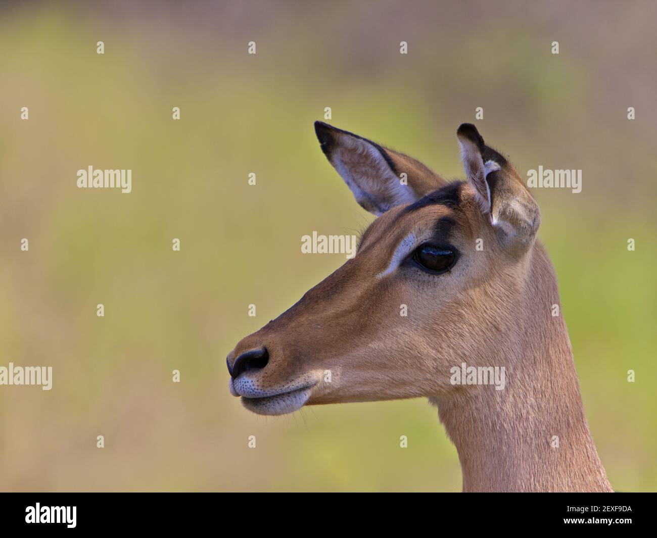 Leaping impala hi-res stock photography and images - Alamy