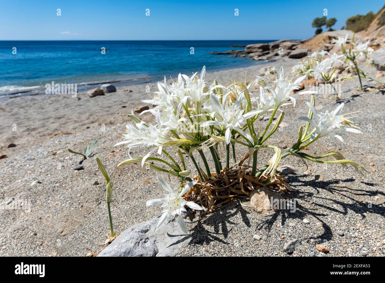 White mediterranean flowers hi-res stock photography and images - Alamy