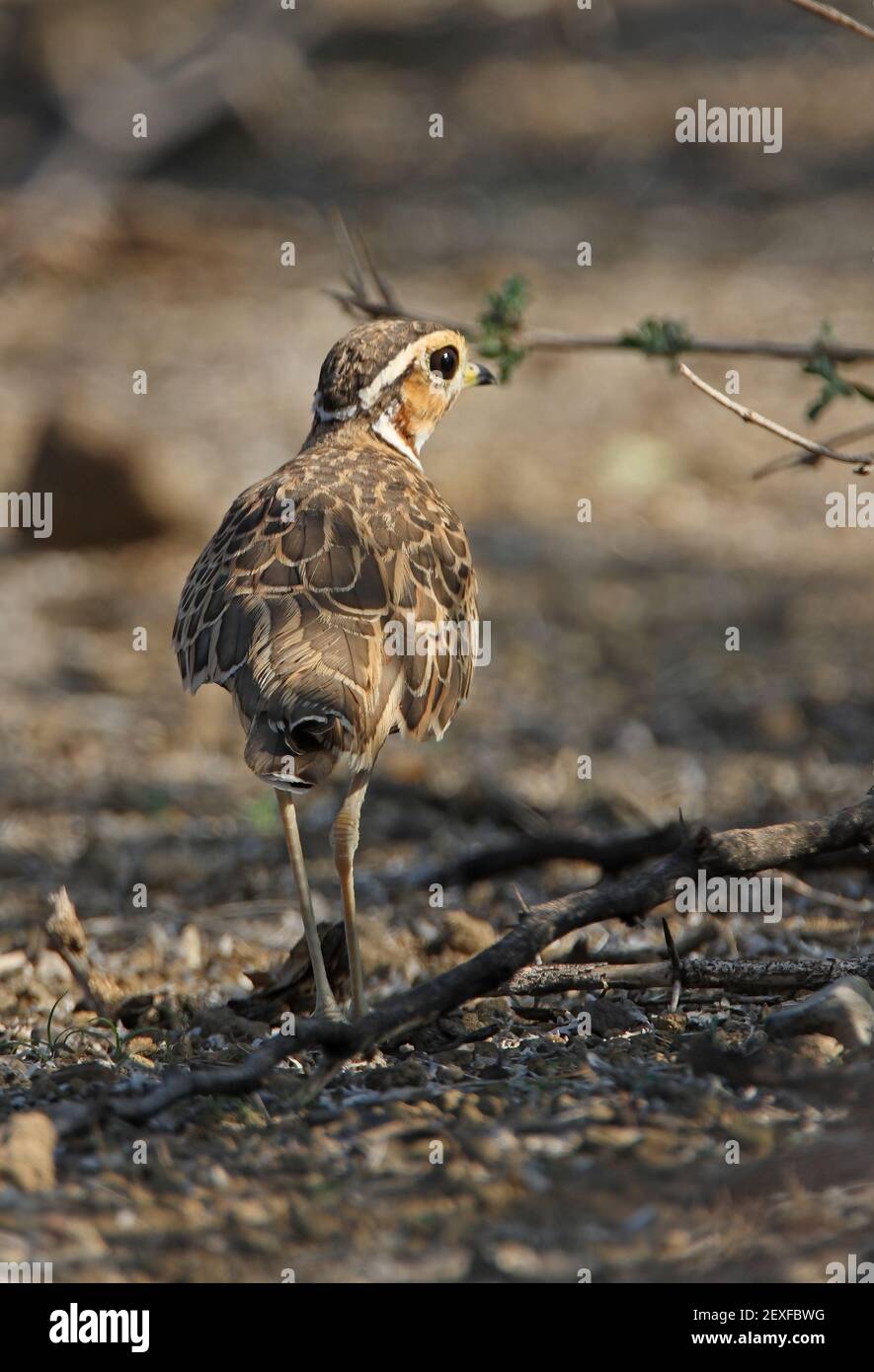 Rhinoptilus cinctus hi-res stock photography and images - Alamy