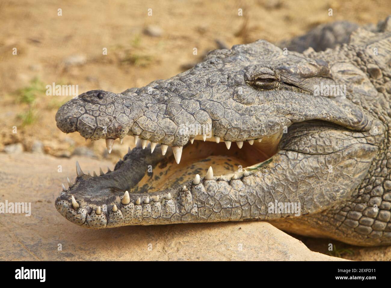 African crocodile close up hi-res stock photography and images - Alamy