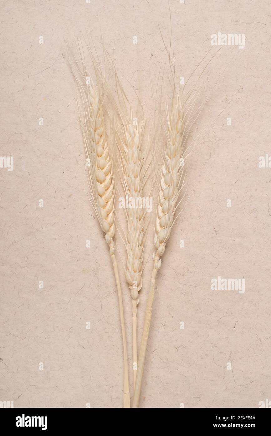 Three dried sprigs of wheat on craft paper background. Studio shot. Top ...