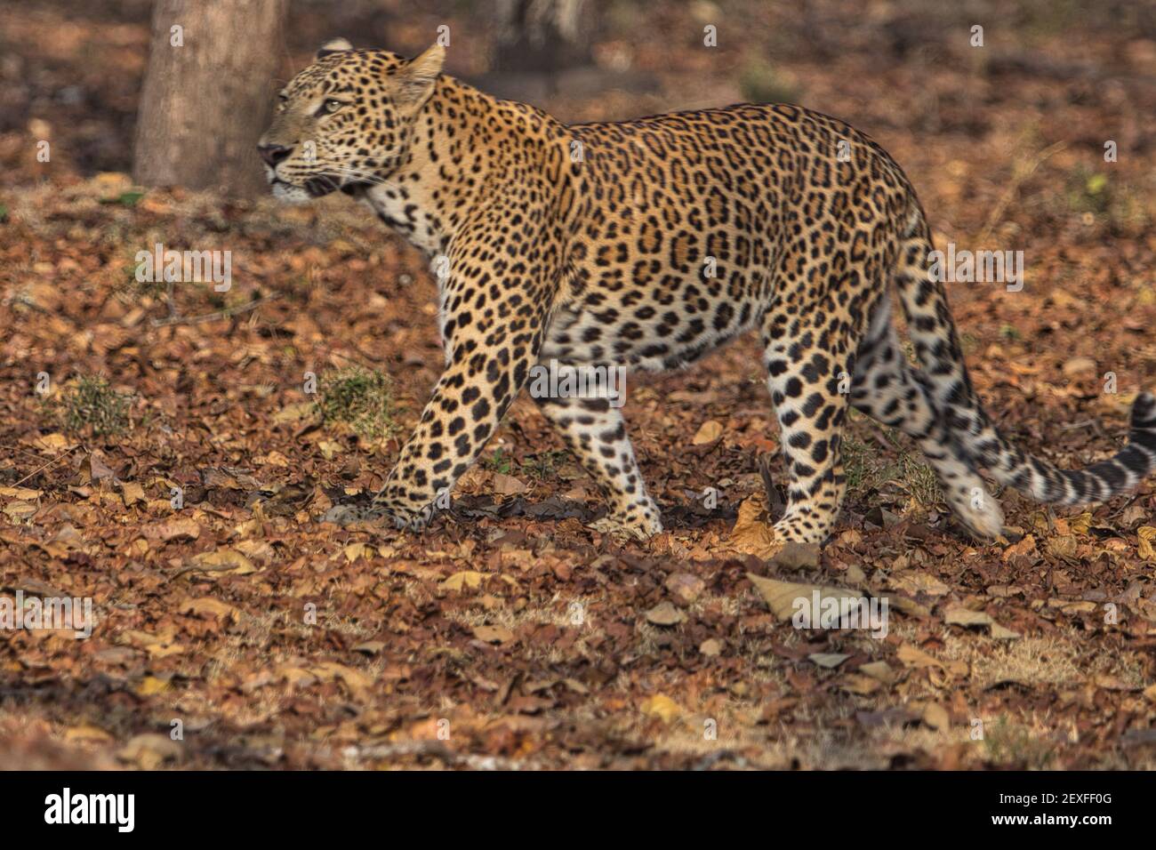 Leopard at Kabini, Nagarhole National Park, Karnataka, India Stock ...