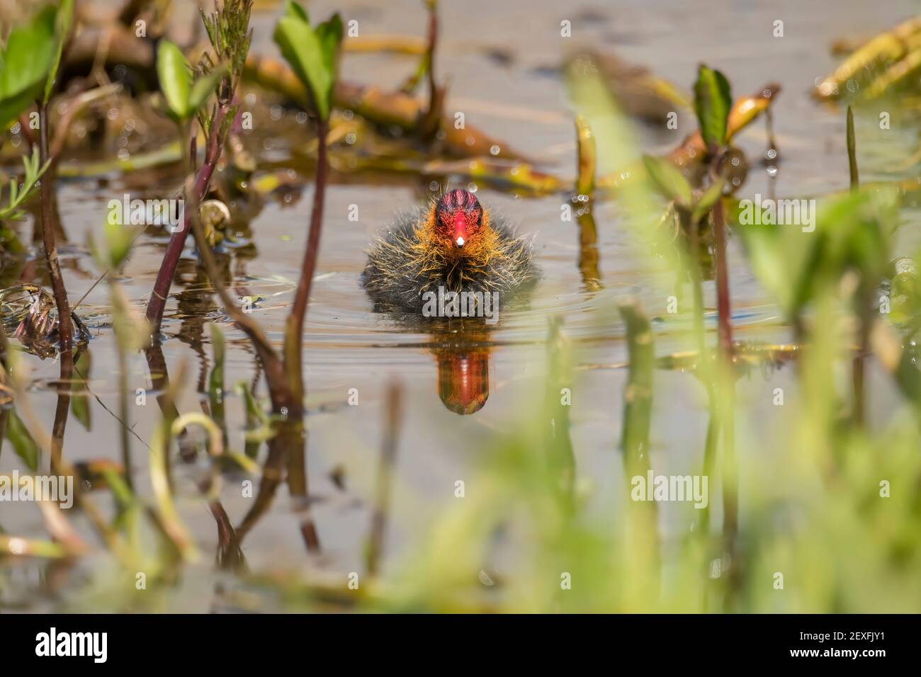 A Coot, juvenile, on a loch, close up, in Scotland in the spring time ...
