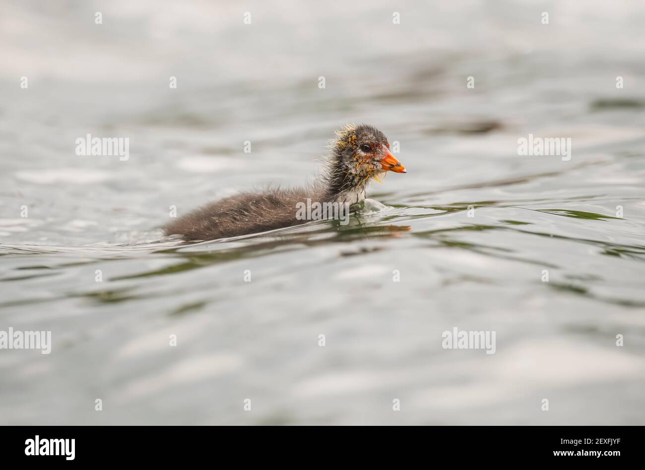 Coot juvenile in scotland hi-res stock photography and images - Alamy
