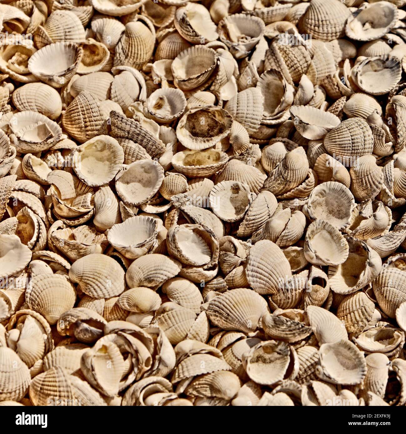 Shells detailed texture hi-res stock photography and images - Alamy