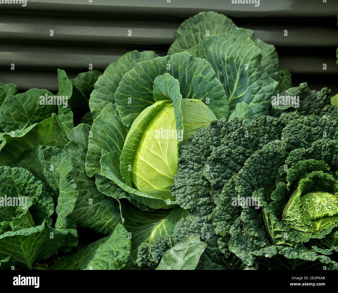 Closeup green cabbages hi-res stock photography and images - Alamy