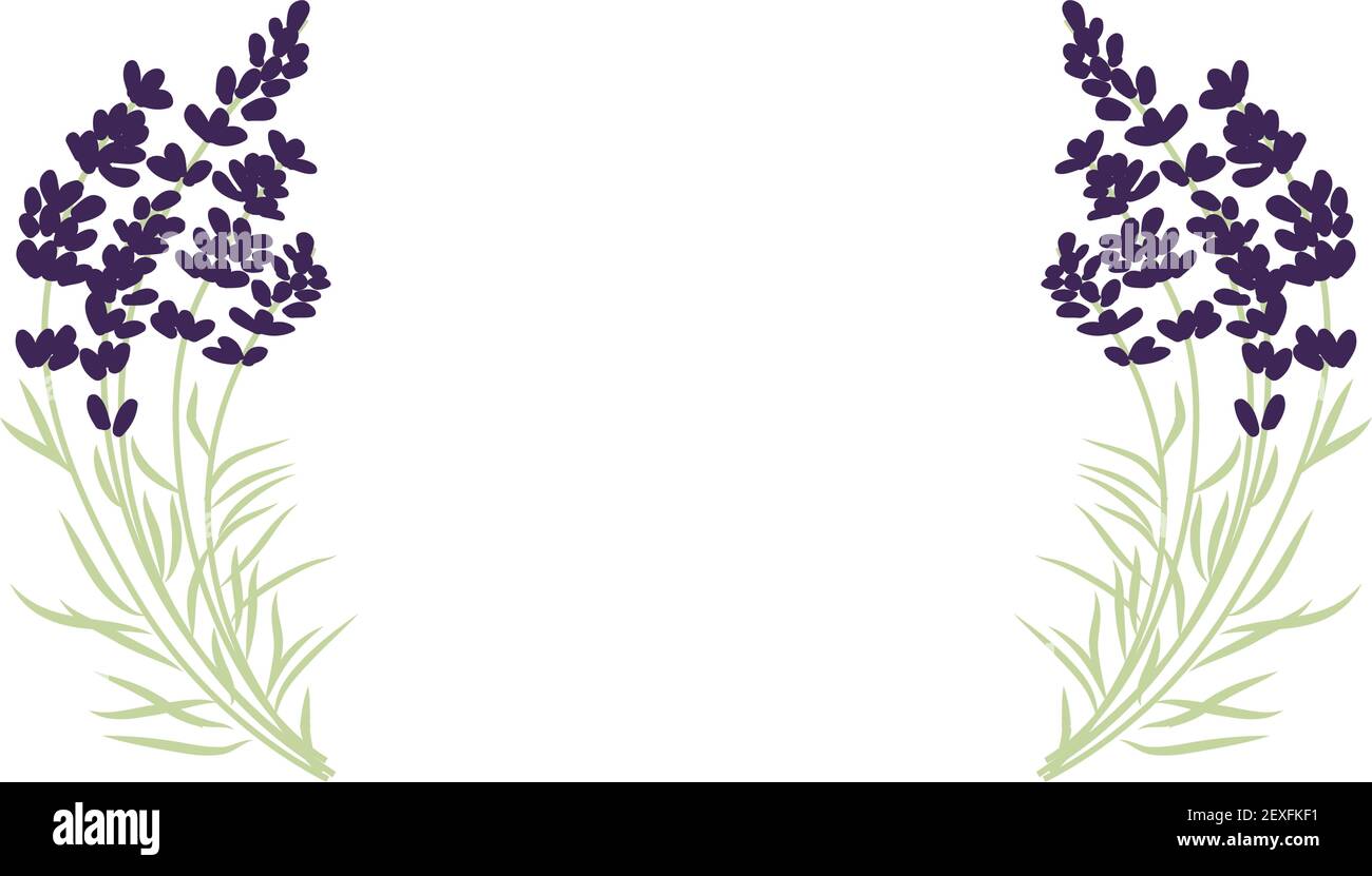 lavender flower frame, vector Stock Vector Image & Art - Alamy