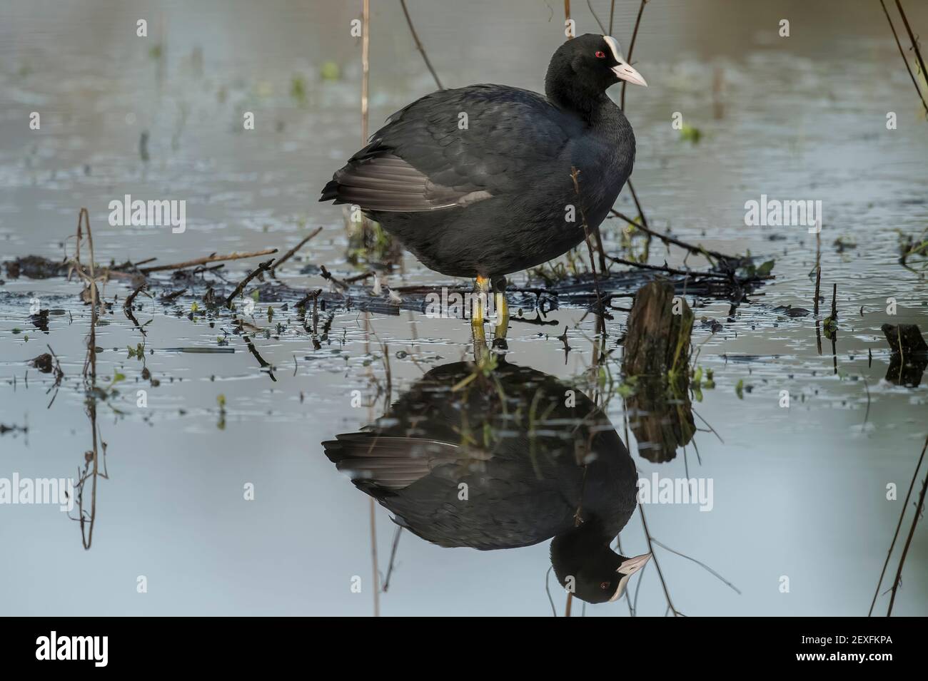 A Coot standing in a loch close up in the spring time in Scotland with ...