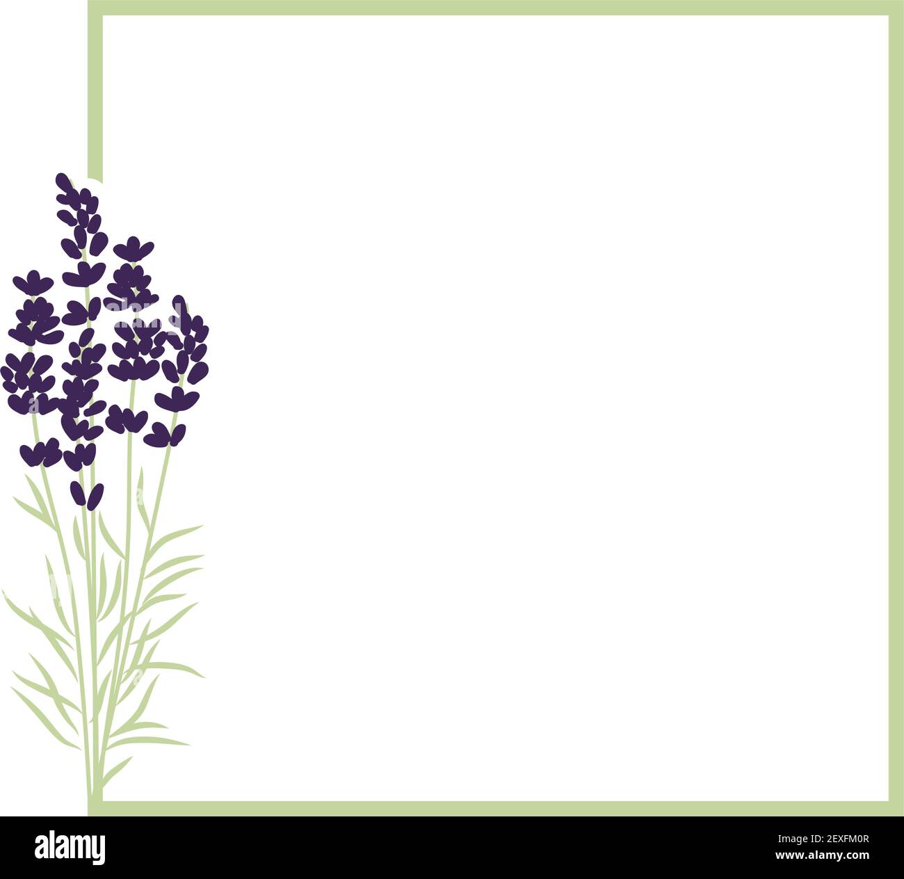 lavender flower frame, vector Stock Vector Image & Art - Alamy