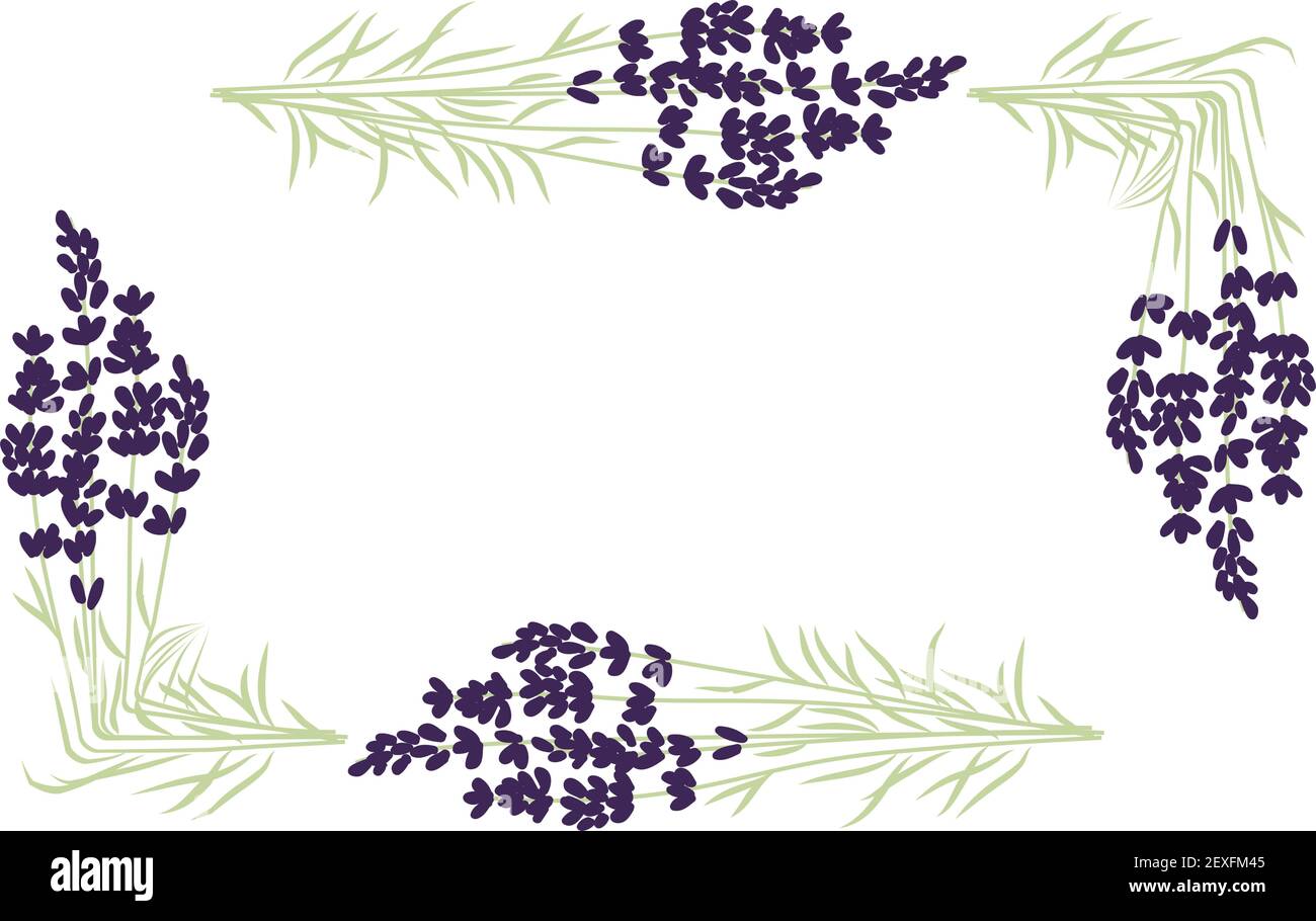 lavender flower frame, vector Stock Vector Image & Art - Alamy