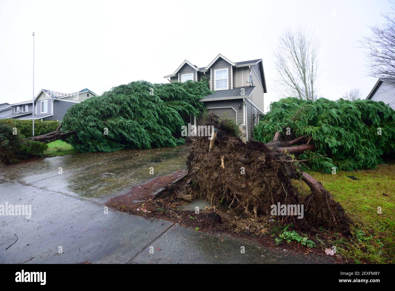 A scene in southeast Battle Ground, Wash., on December 11, 2015, the ...
