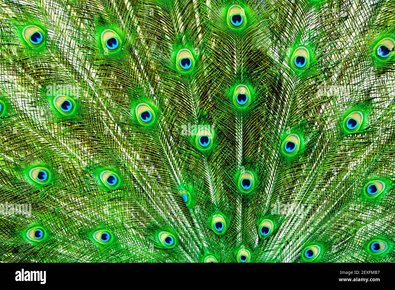 Peacock feathers hi-res stock photography and images - Alamy