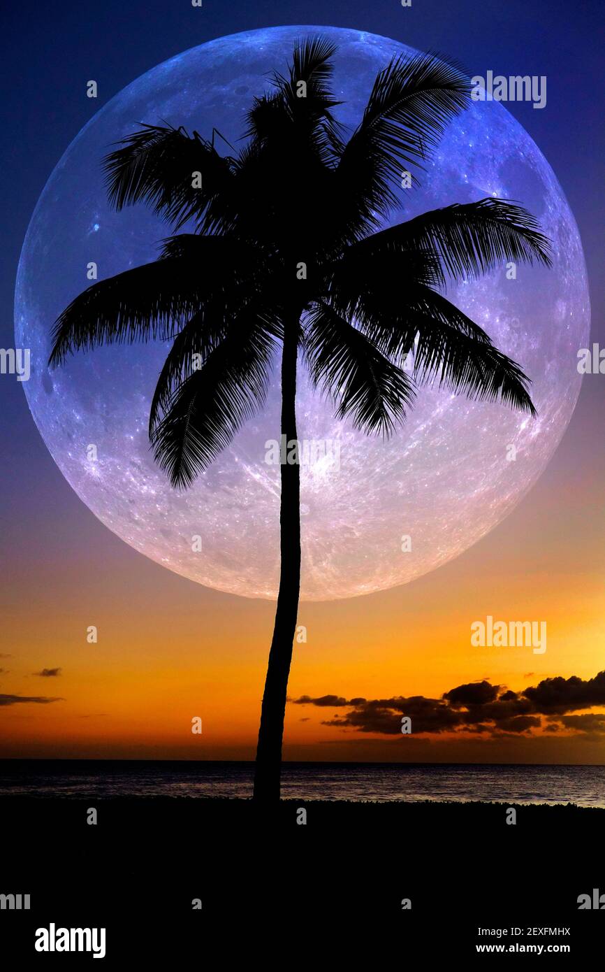 Palm trees silhouetted sunset near ocean beach tropical location Full ...