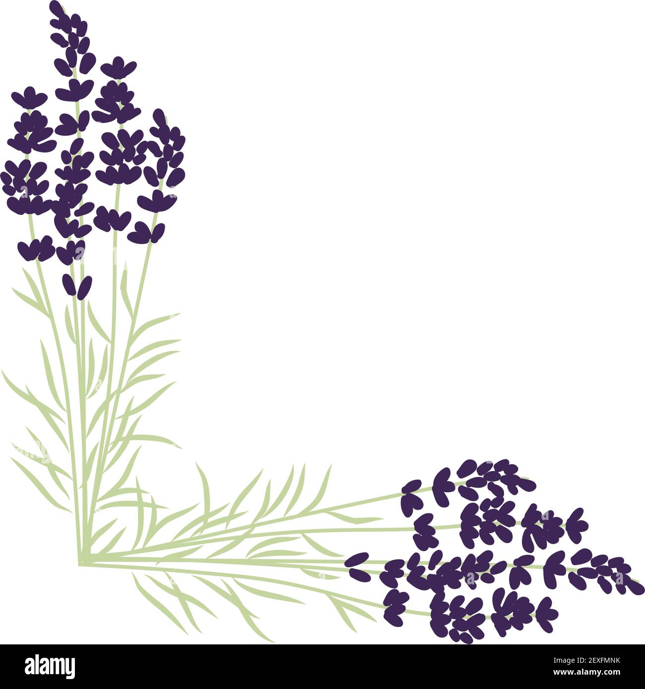 lavender flower frame, vector Stock Vector Image & Art - Alamy