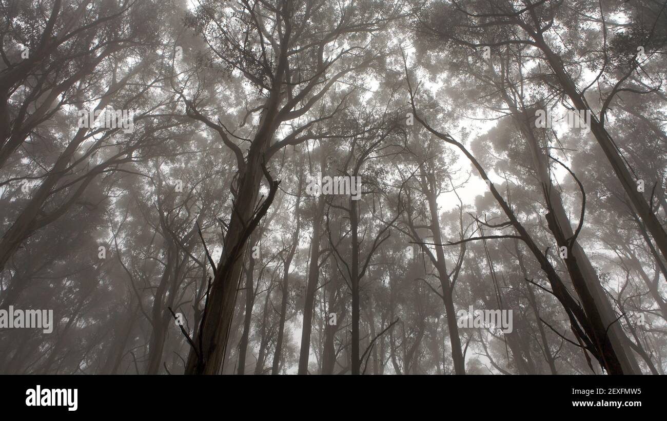 Tall forrest hi-res stock photography and images - Alamy