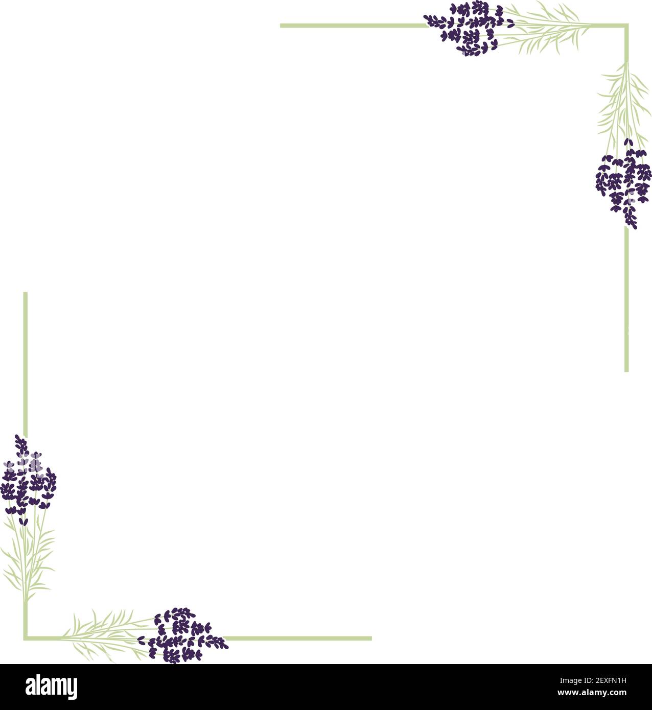 lavender flower frame, vector Stock Vector Image & Art - Alamy