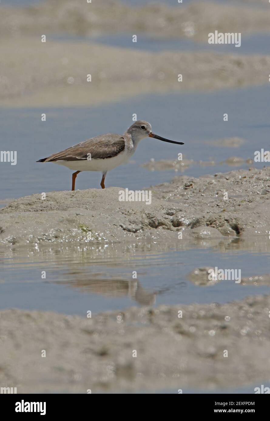 Terek Sandpiper (Xenus cinereus) adult walking on sandflats Mida Creek ...