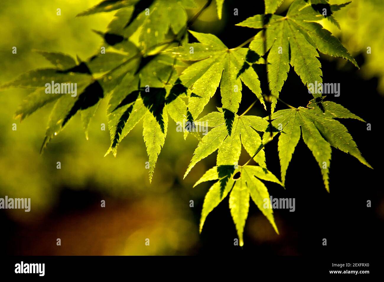 Rain drops falling on maple tree leaves hi-res stock photography and ...