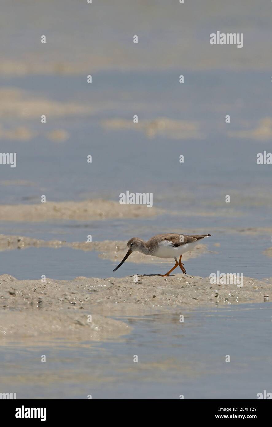 Terek Sandpiper (Xenus cinereus) adult feeding on sandflats Mida Creek ...