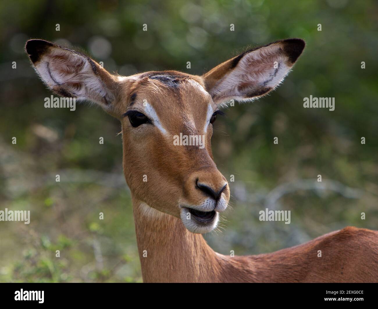 Leaping impala hi-res stock photography and images - Alamy