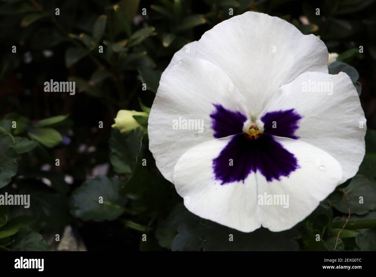 Viola wittrockiana spring matrix white blotch hi-res stock photography ...