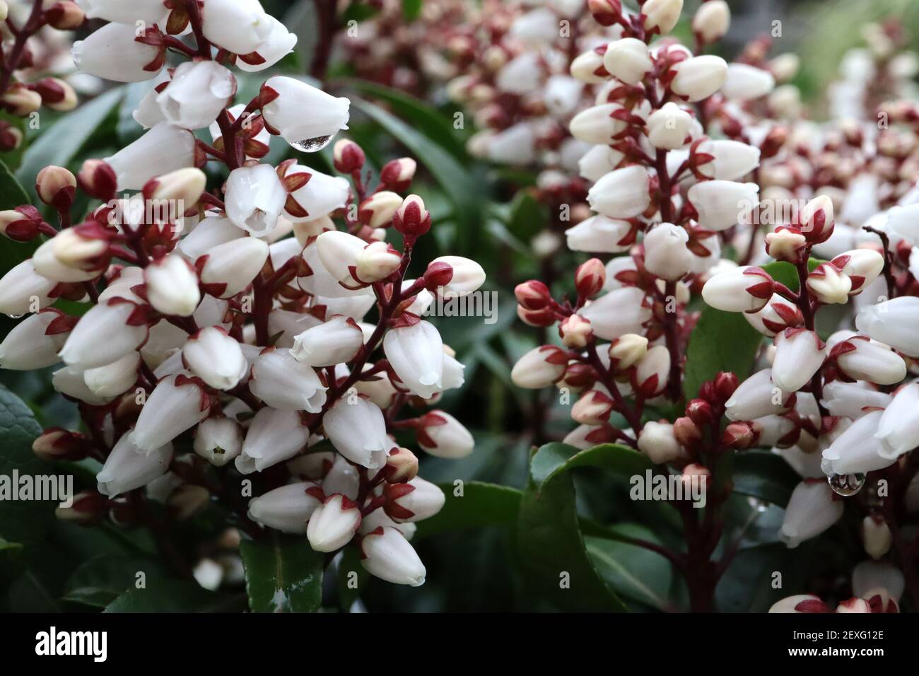 Pieris japonica ‘Bonfire’ Japanese Andromeda Bonfire –white urn-shaped ...