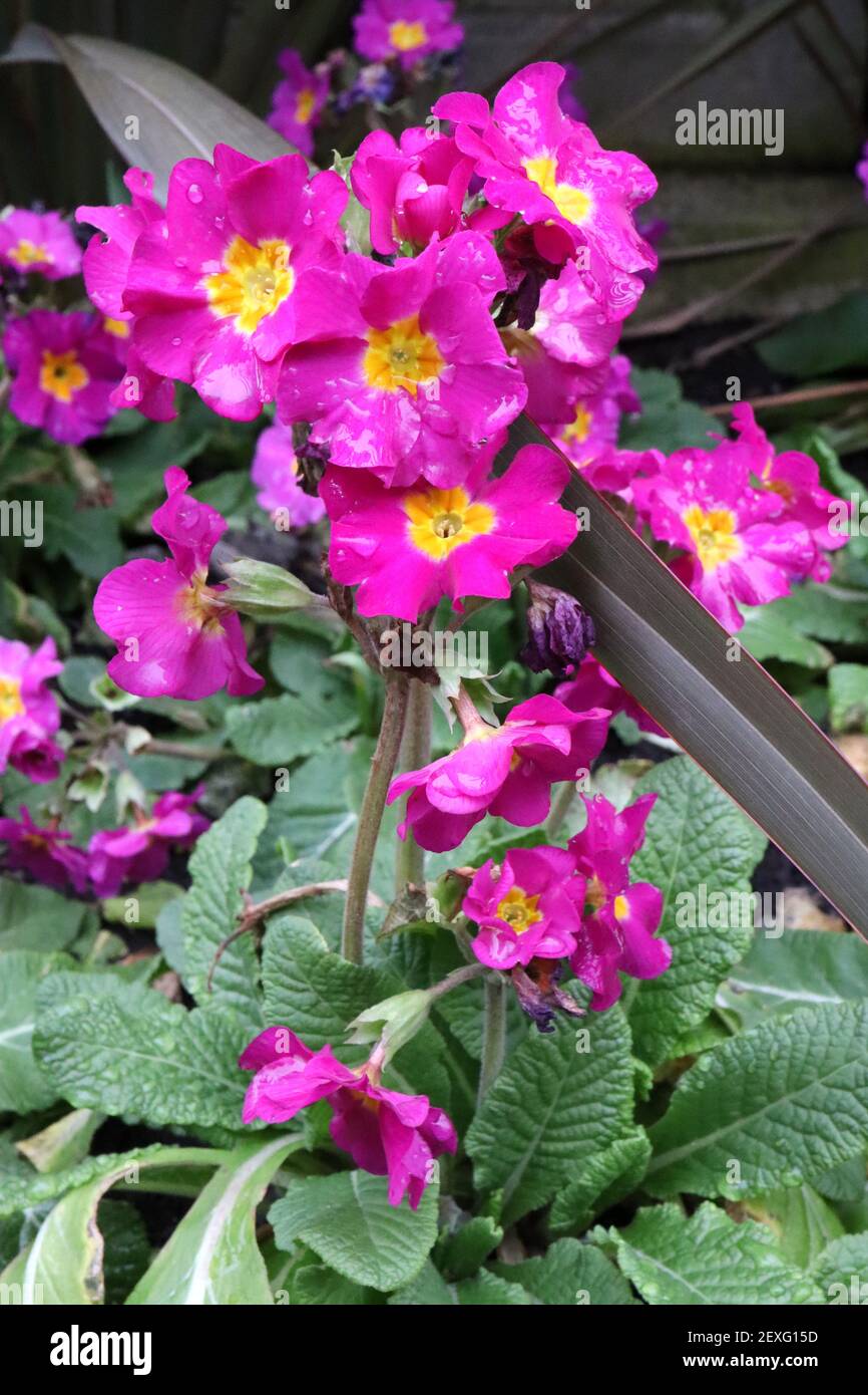 Primula polyanthus ‘Crescendo Bright Rose’ pink primroses with yellow ...