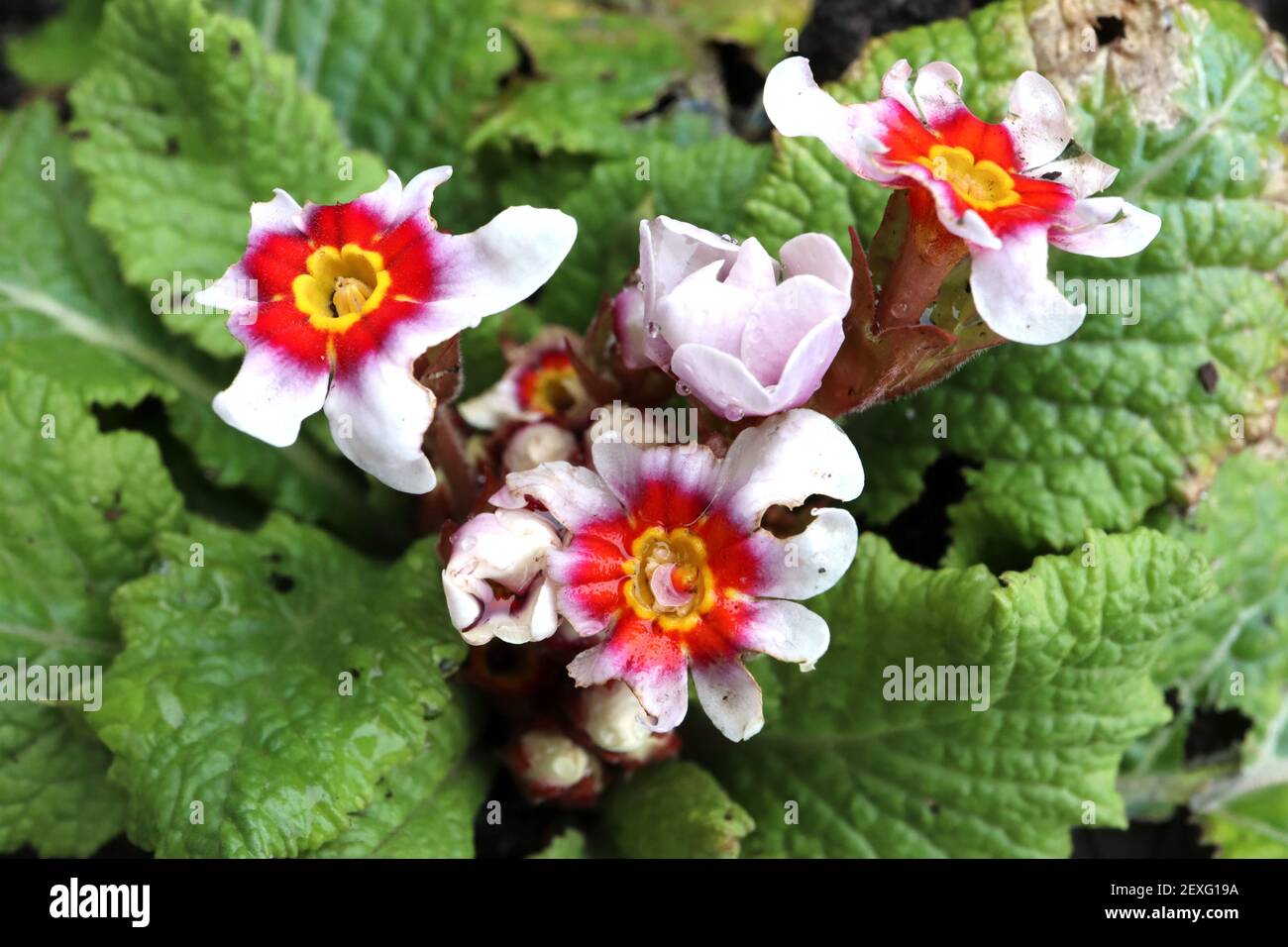 Primula acaulis ‘Antique Silver Shadow’ white primrose with red and ...