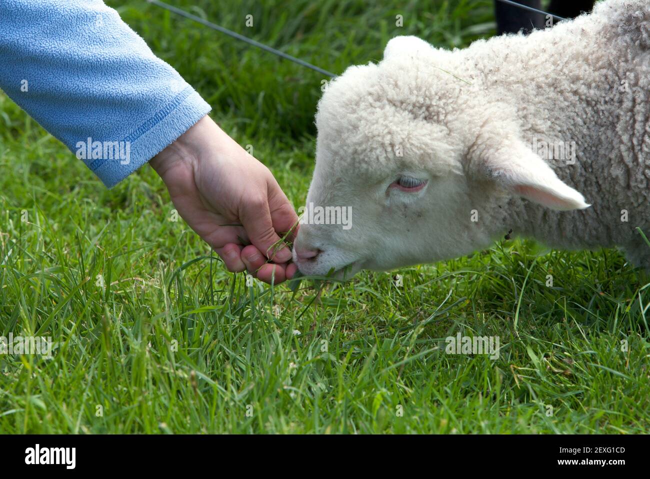 Sheep nuzzle lamb hi-res stock photography and images - Alamy