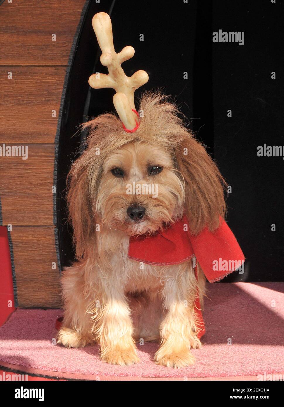 Max the Dog at the Universal Studios Hollywood Celebrates "Grinchmas ...