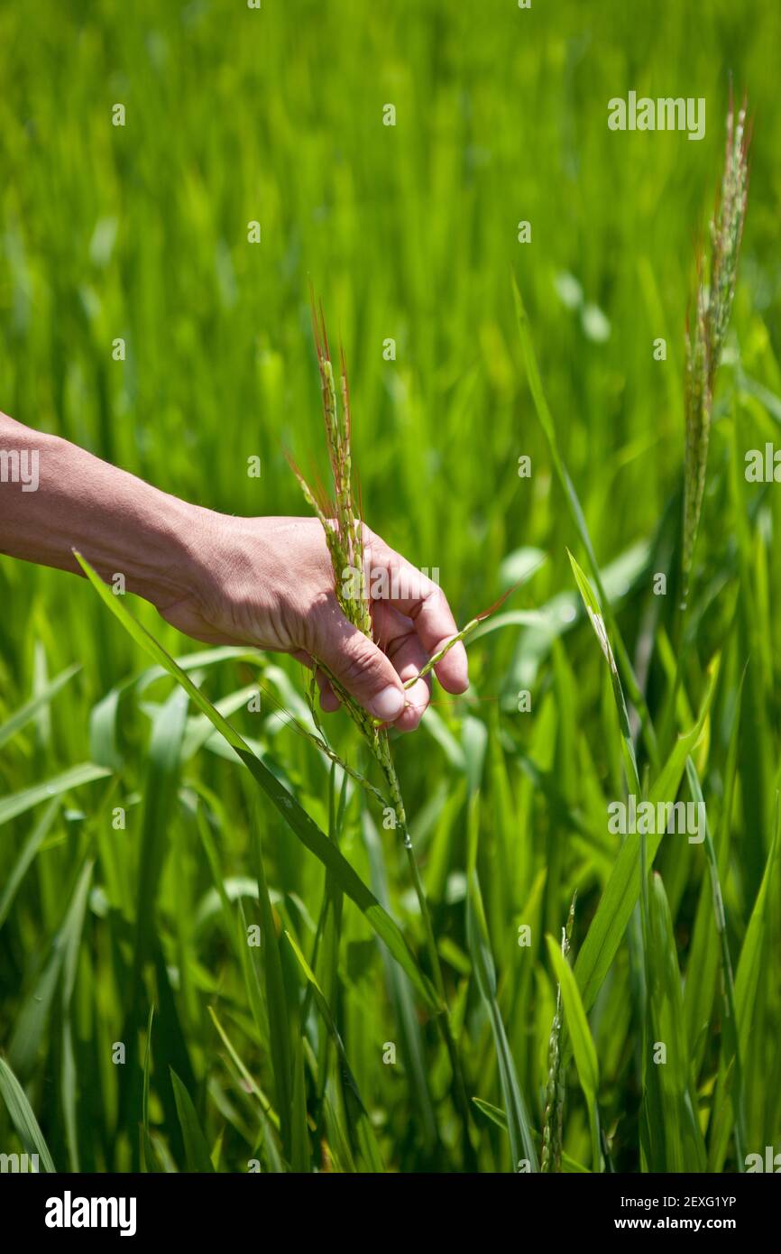 Growing rice plants Stock Photo - Alamy