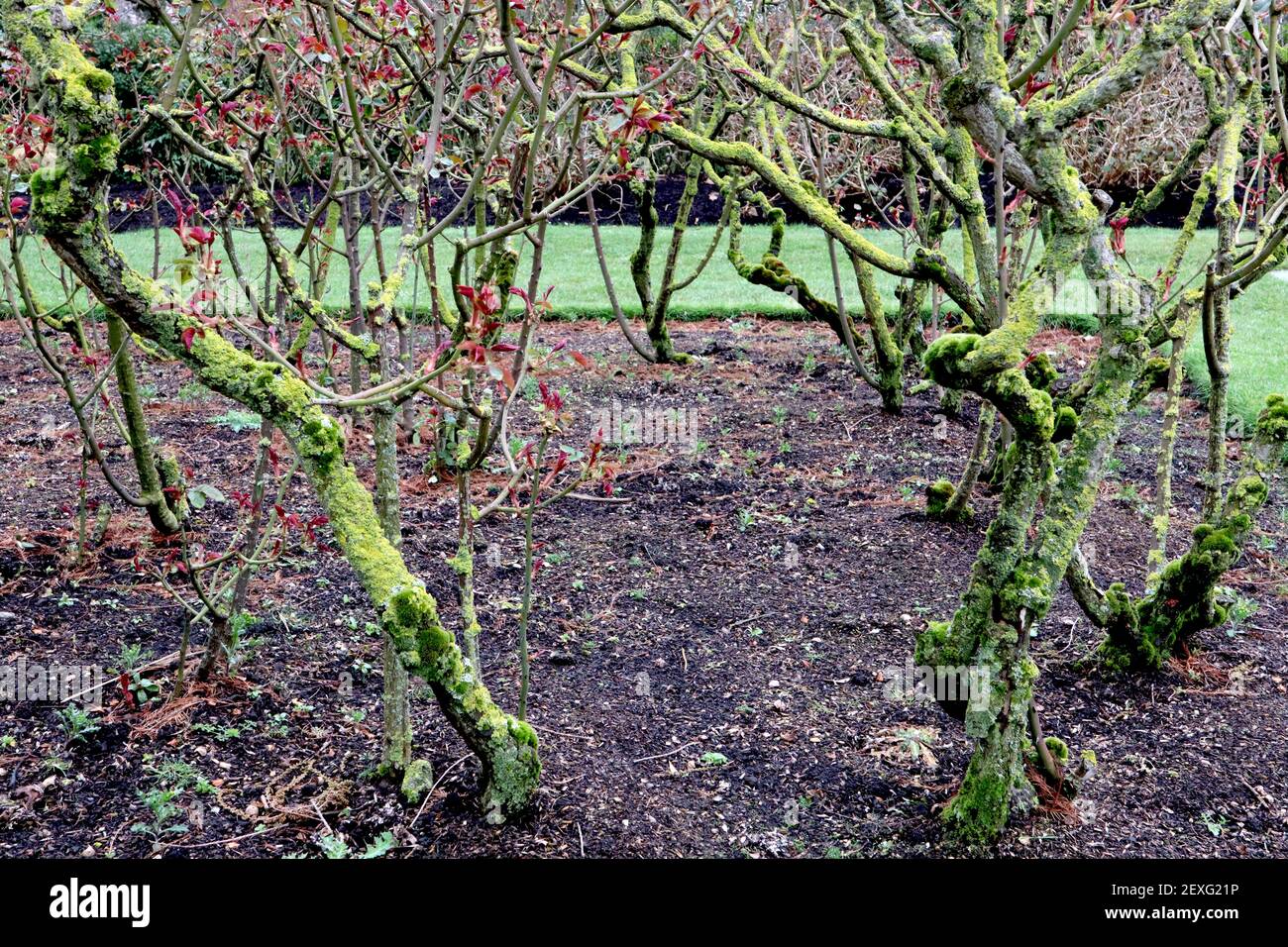 Shrub rose trunks hi-res stock photography and images - Alamy