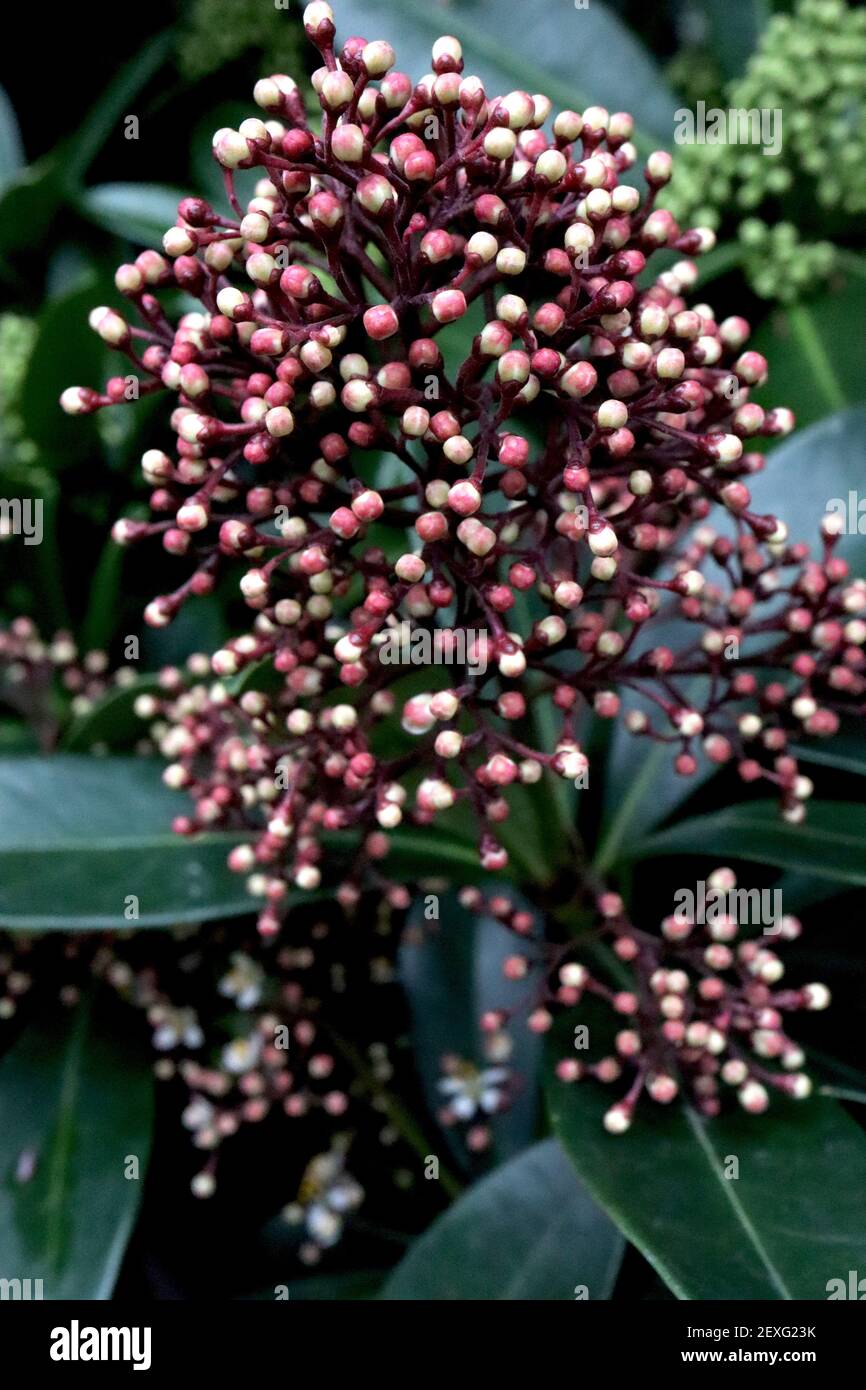 Skimmia japonica ‘Rubella’ Skimmia Rubella – tiny dark red flower buds ...