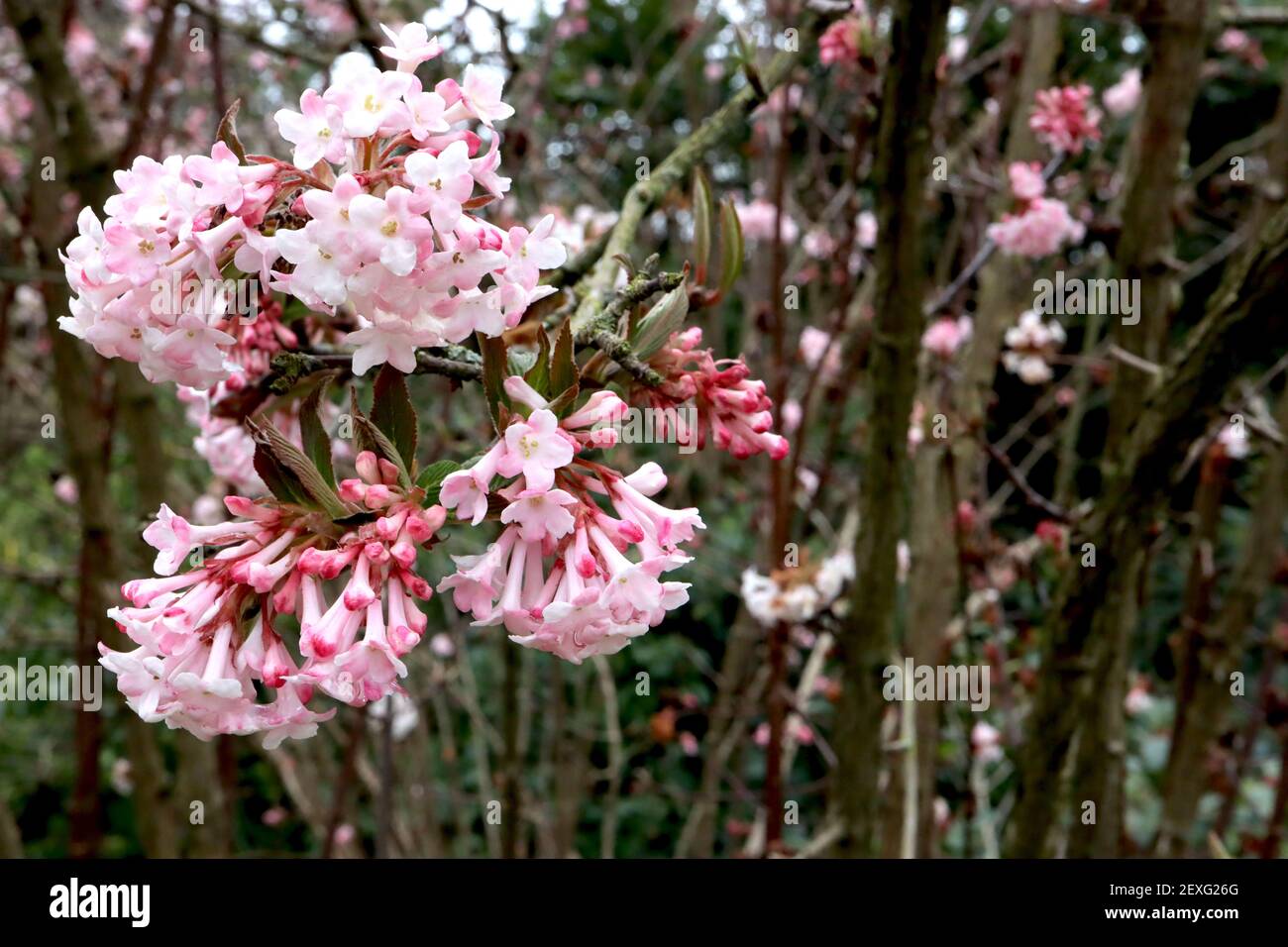 Fragrant viburnum viburnum farreri hi-res stock photography and images ...