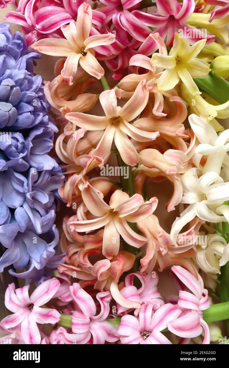 Pale yellow hyacinth hi-res stock photography and images - Alamy