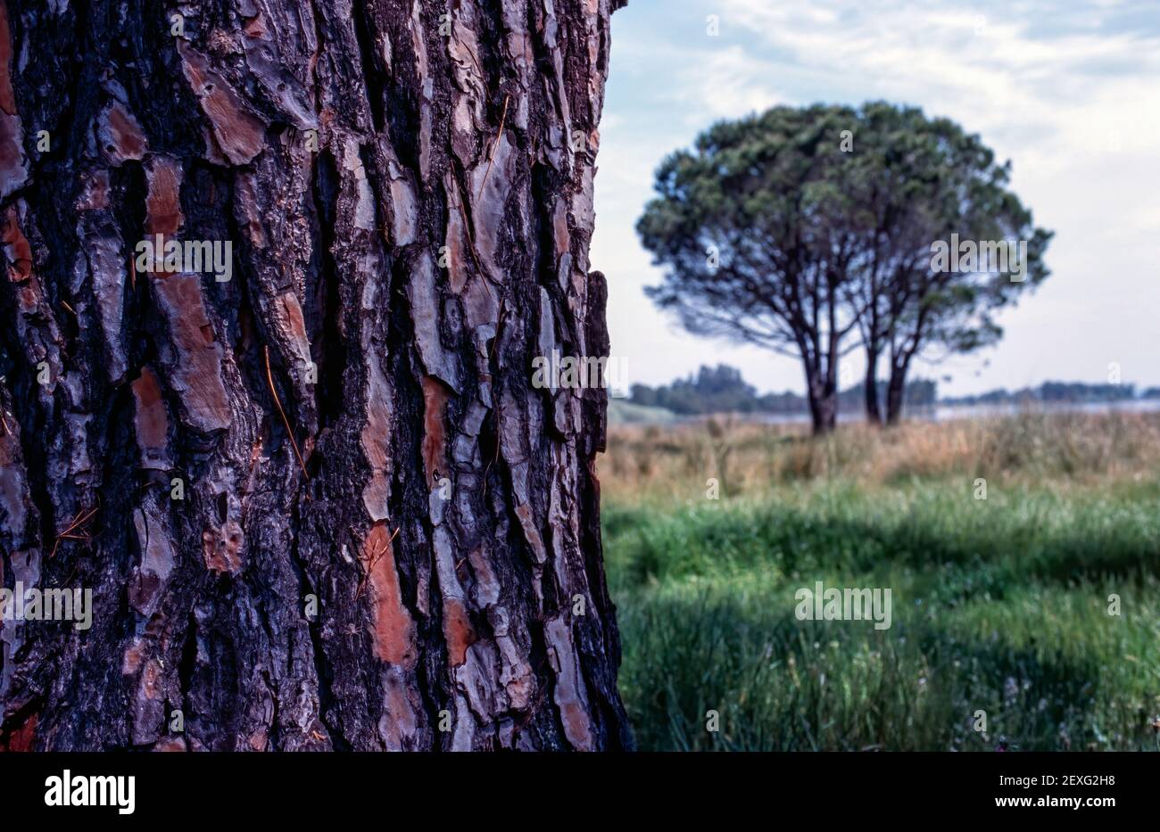 Umbrella Italian Stone Pine Tree High Resolution Stock Photography and ...