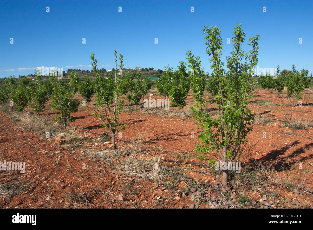 Image of a field with young persimmon trees with the new leaves that ...