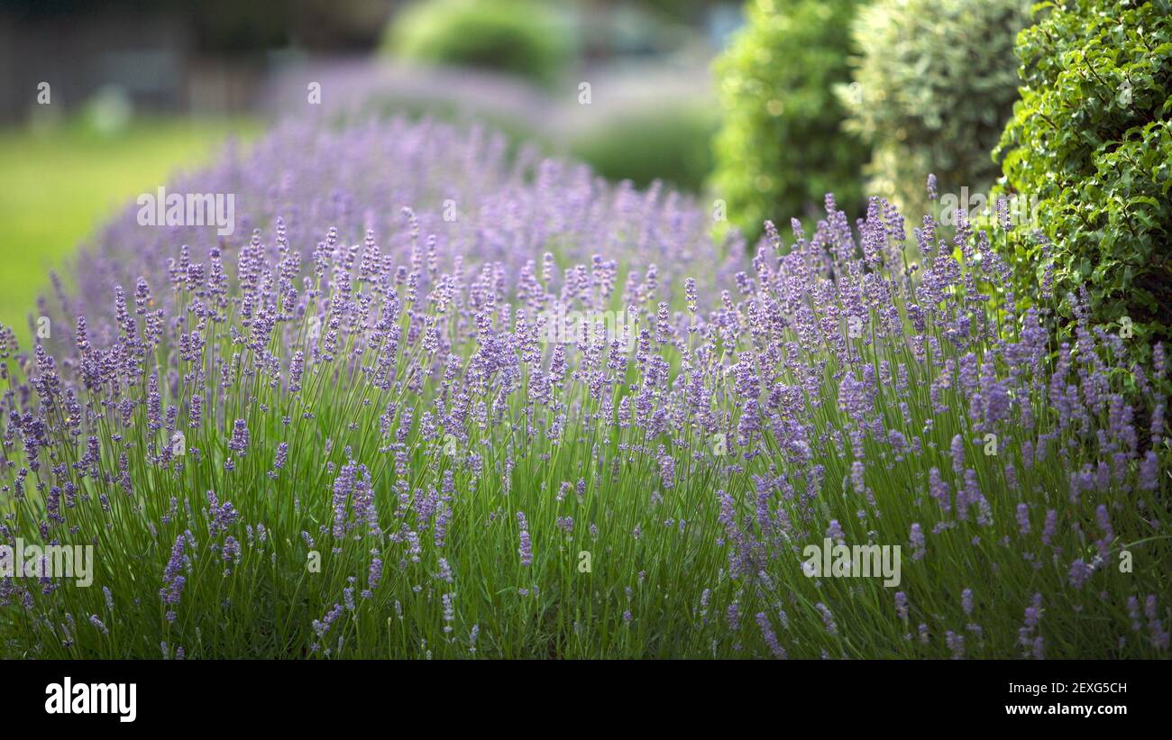 Colorful flowering lavandula lavender field hi-res stock photography ...