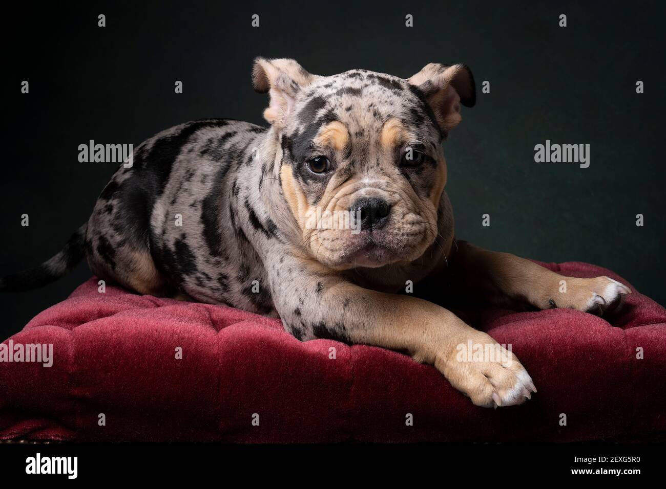 A Portrait of a cute old english bulldog puppy looking at the camera on ...