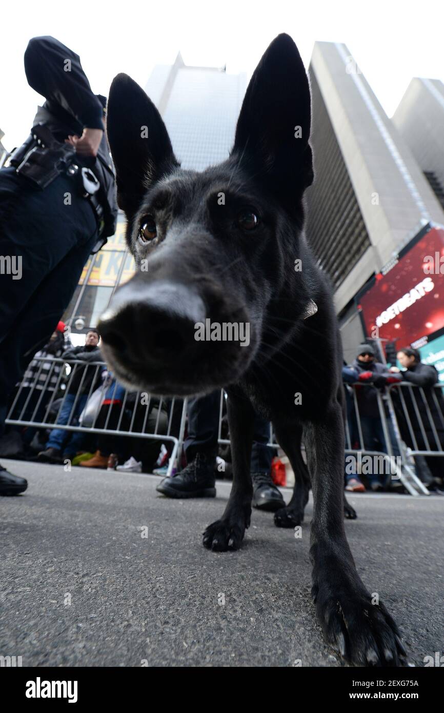 Transit K-9 Unit Officer Taylor is photographed in Times Square as an estimated one million ...
