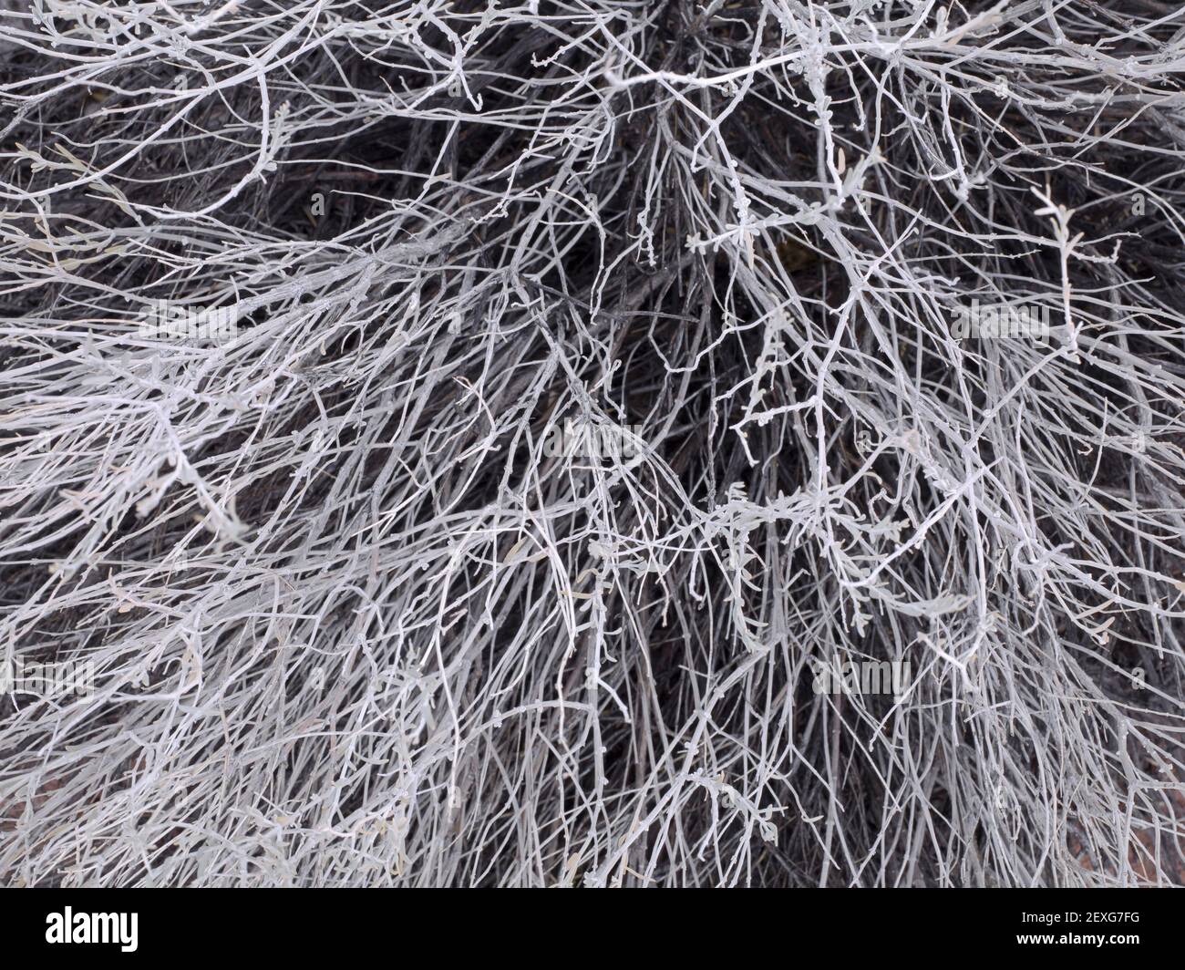 Tumbleweed plant hi-res stock photography and images - Alamy